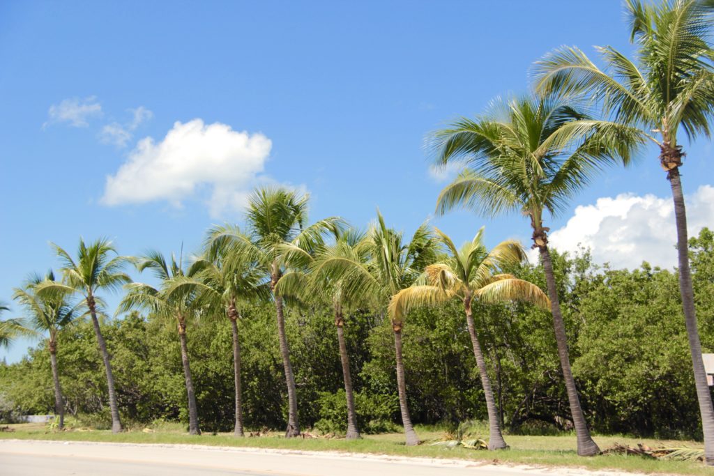 Everglades - Key West - Miami Beach | kathleensdream.de